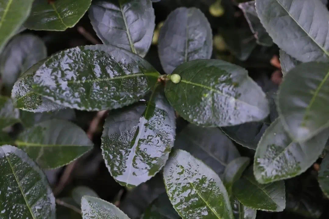 Taste the Rare "Yu Qi Lin" and Enjoy the Charm of Wuyi Tea – Tong Xin She