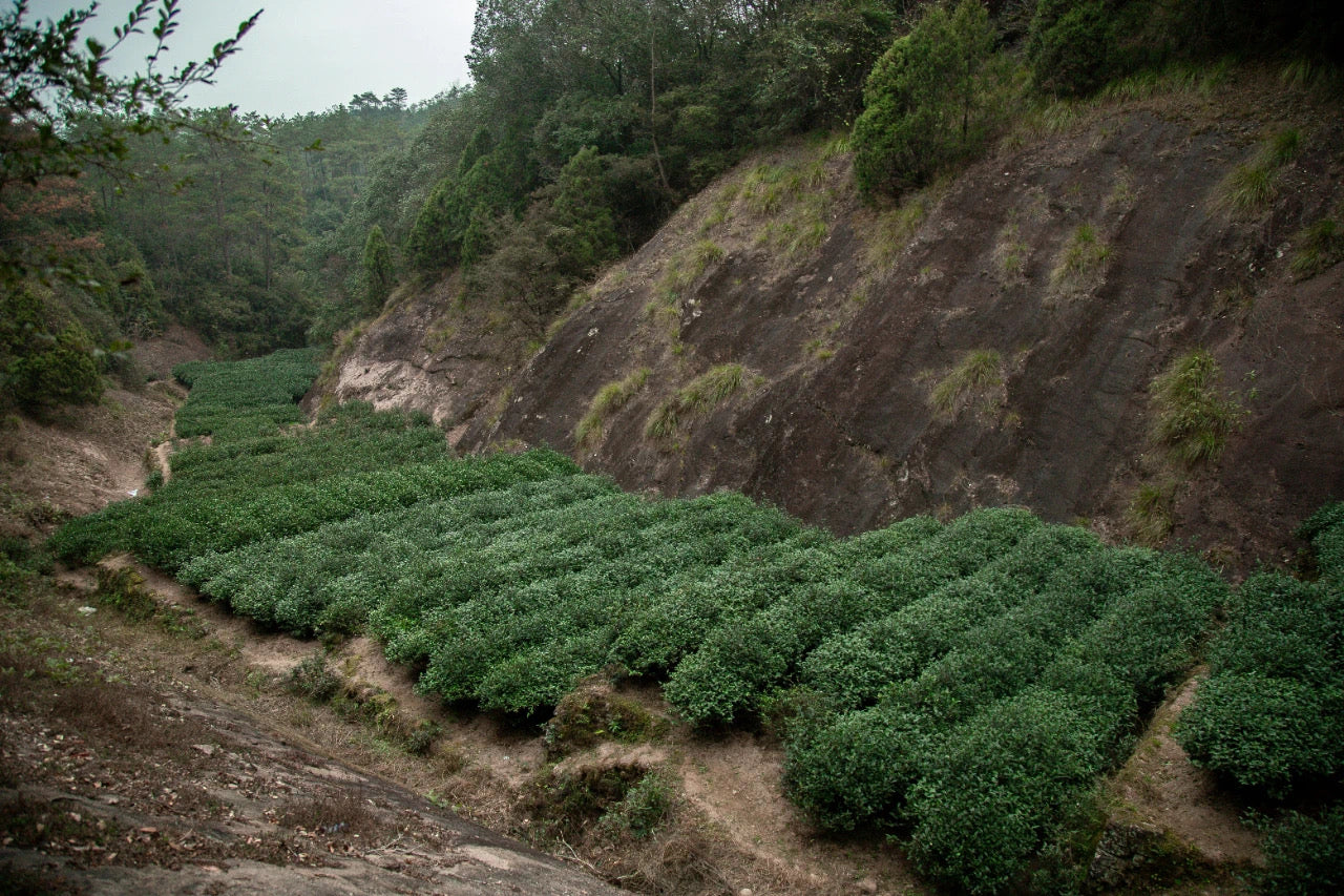 San Yang Feng Rou Gui/三仰峰肉桂 – Tong Xin She
