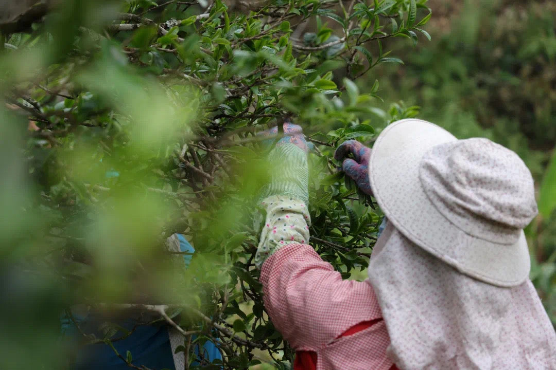 "2024 Bangdong·Barren Mountain Ancient Tree Pu'er Sheng Tea"邦东·荒山古树普洱生 ...